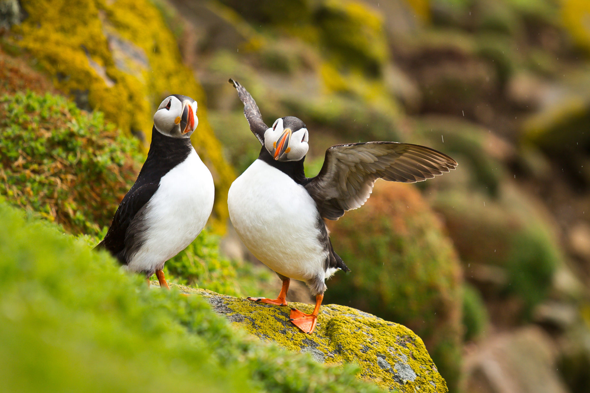 World Wildlife Federation Wallpaper