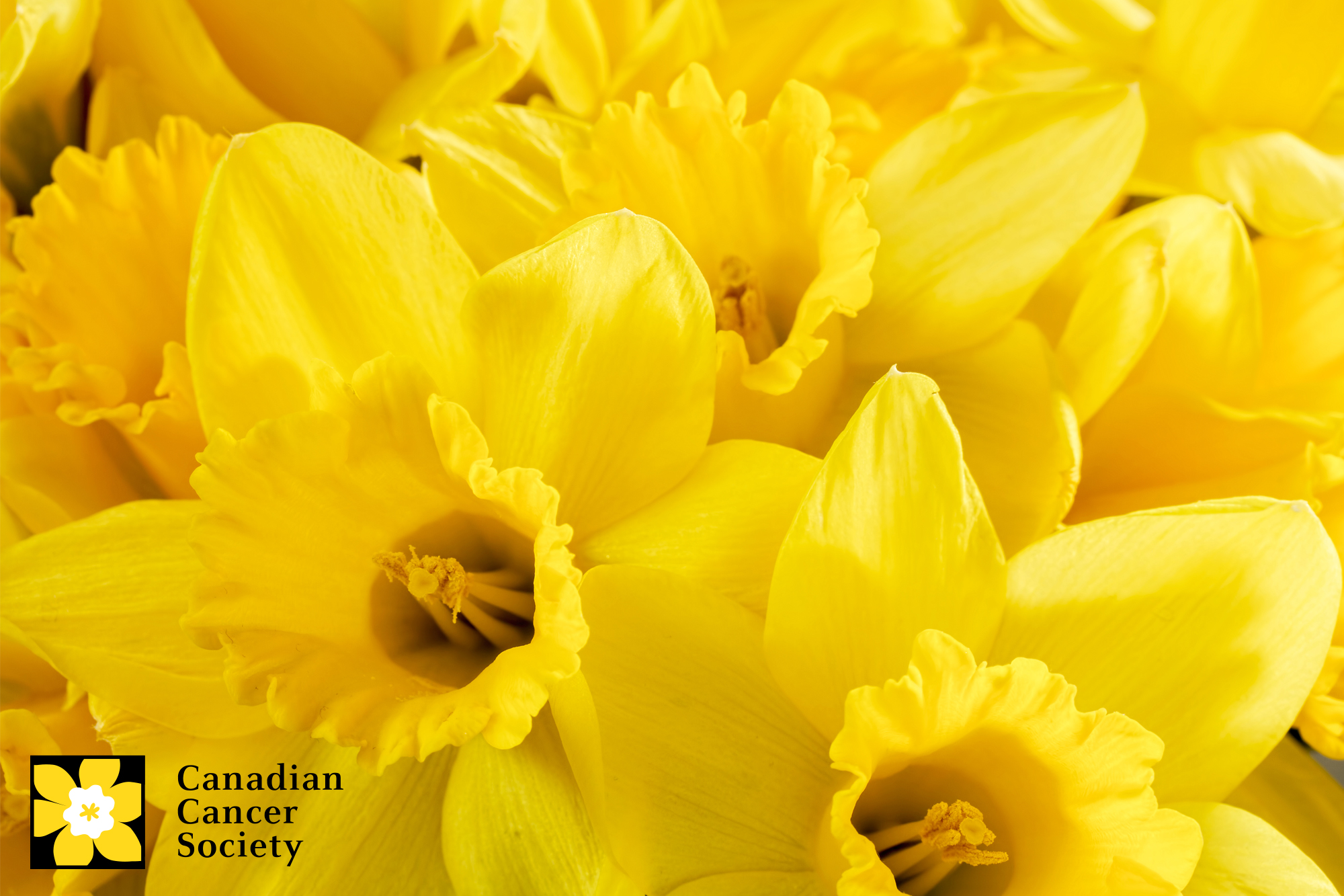 Help Hope Bloom - More Than Our Story